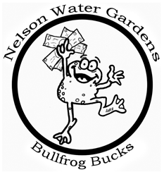 bullfrog-bucks | Nelson Water Gardens and Nursery
