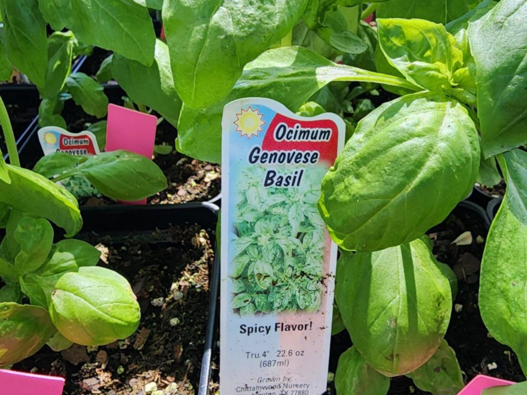 Herbs | Nelson Water Gardens and Nursery