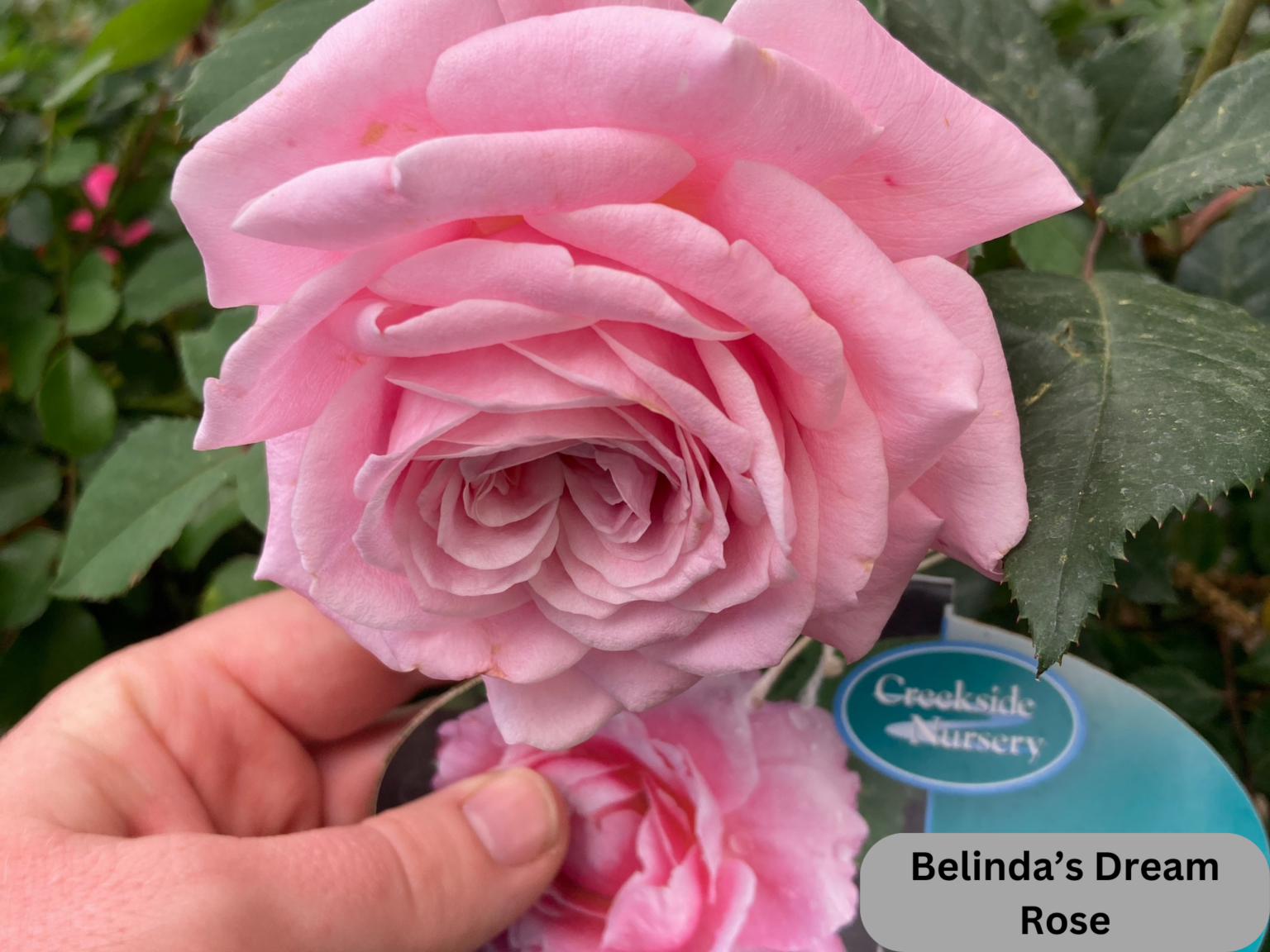 Roses | Nelson Water Gardens and Nursery